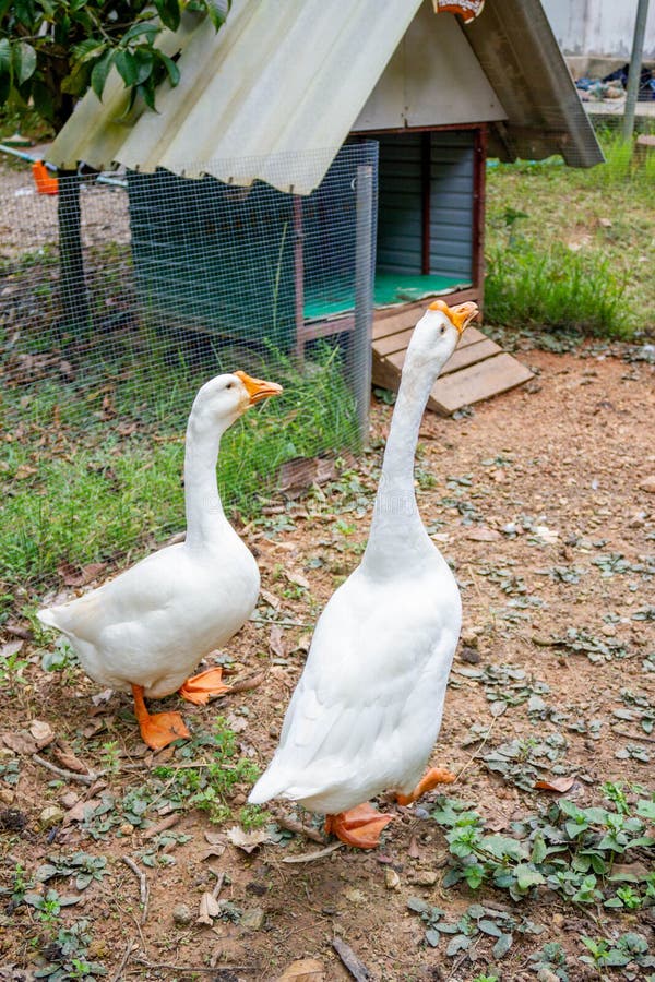 Two geese in rural farm stock image. Image of beautiful - 232732937
