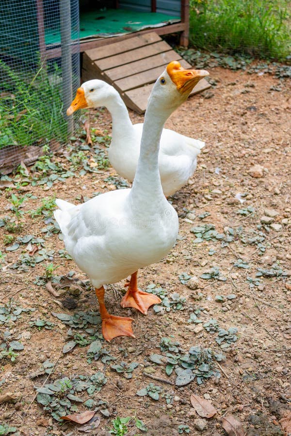 Two geese in rural farm stock photo. Image of life, goose - 232732942