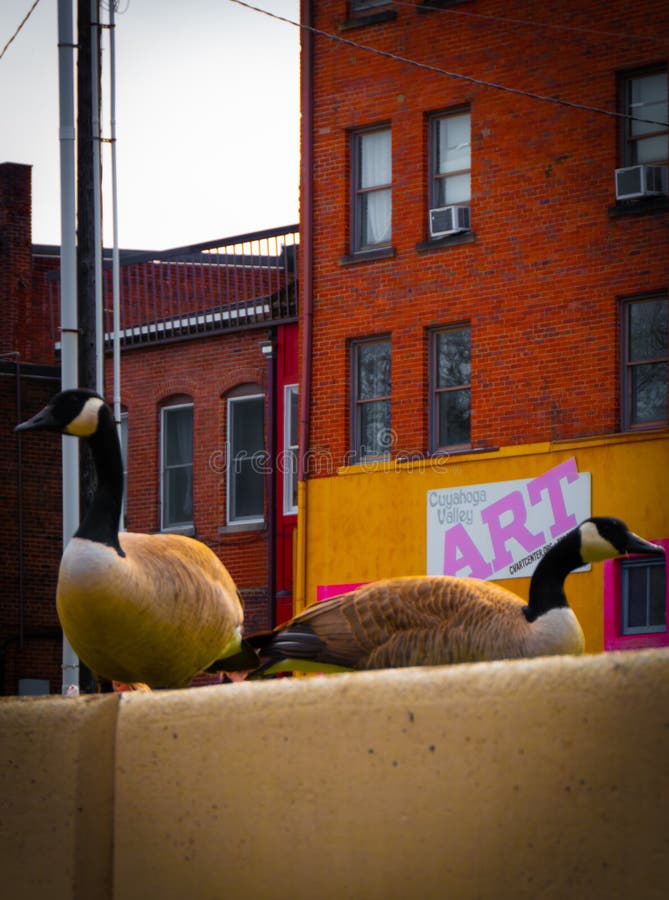 Two Geese Sitting on Top of a Wall in Front of Buildings Editorial ...