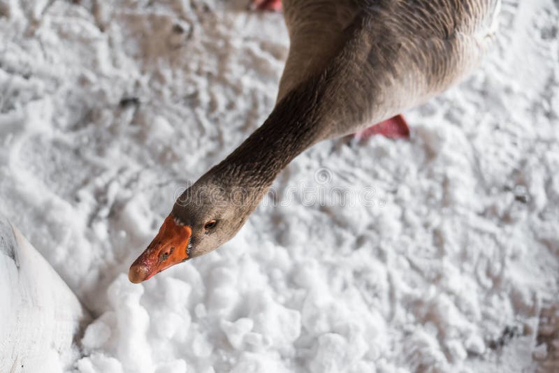 Two geese on a snowy farm. stock photo. Image of lawn - 148557826