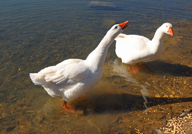 White Geese and Ducks on the Farm in the Countryside Stock Image ...