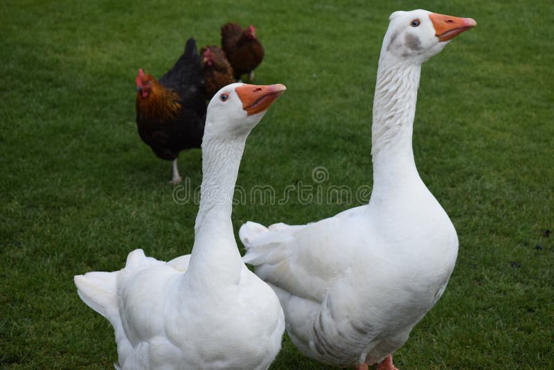 Staring geese stock photo. Image of geese, romantic, stare - 40025222