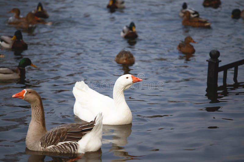 Two Geese Swimming in the Pond. Stock Photo - Image of winter, outdoors ...