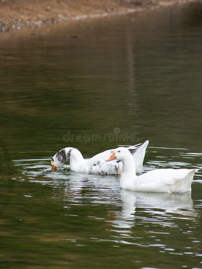 Two Geese Together & X28;they Love Eachother& X29; Stock Photo - Image ...