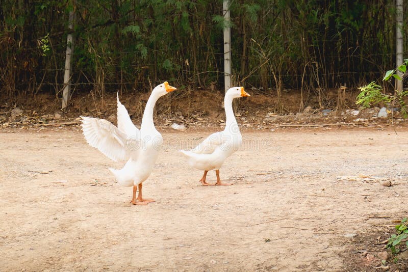 Two geese in the village stock photo. Image of barnyard - 60724554