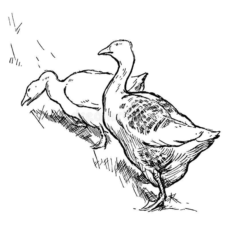 Two Geese Stock Illustrations – 411 Two Geese Stock Illustrations ...