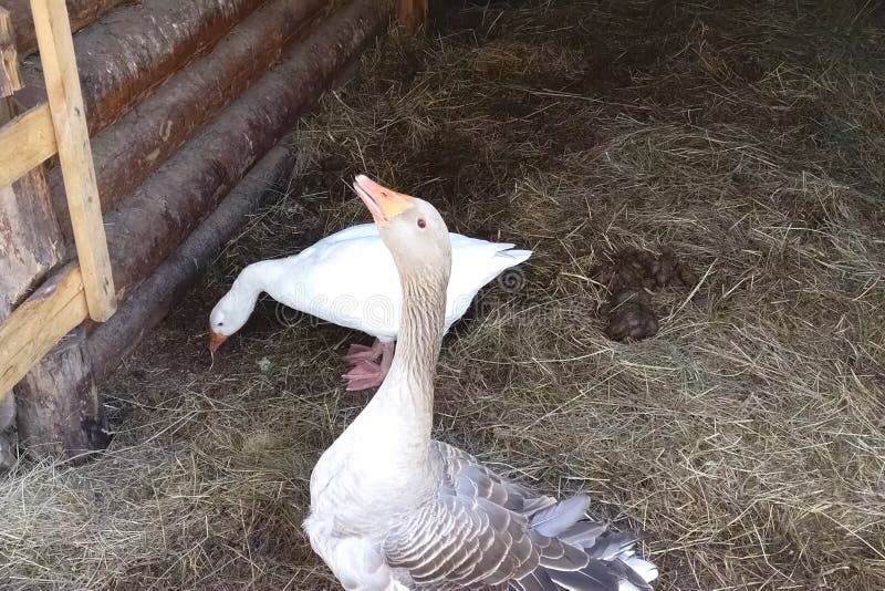 Two Geese Walk Around Farmhouse. White and Gray Goose Stock Image ...