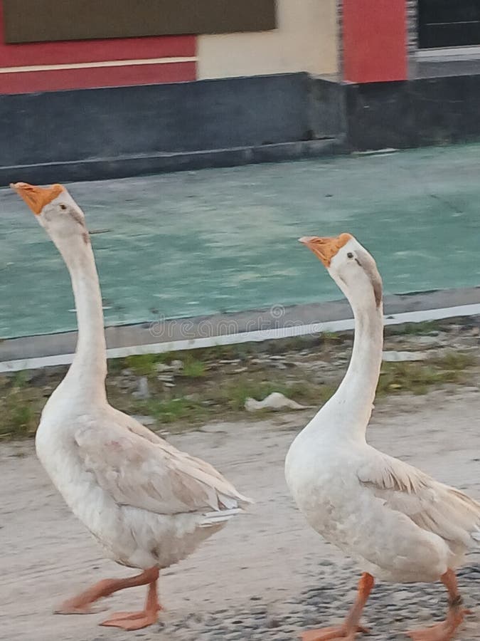 Two geese walking stock photo. Image of geese, walking - 352272894