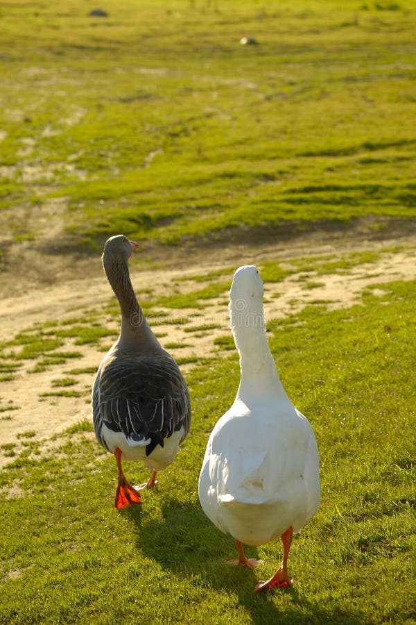 Two geese walking stock image. Image of geese, pair, honker - 4376383