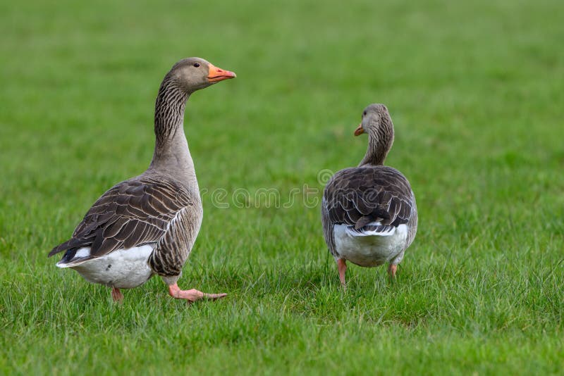Two geese walking stock photo. Image of waterbird, fauna - 312088330