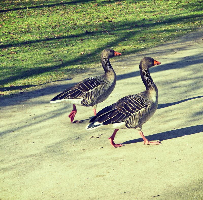Two Geese Walking with Vintage Effect Stock Photo - Image of farm ...