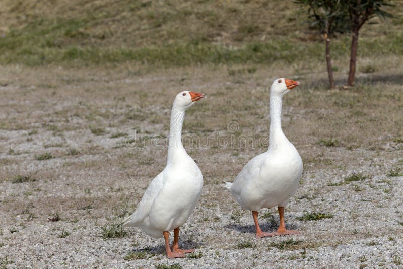 The two geese stock photo. Image of fluff, natural, feathers - 96089678