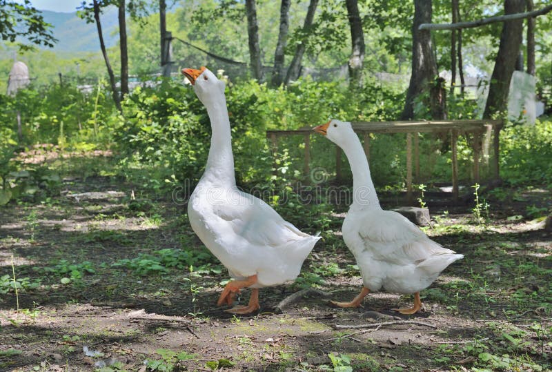 Two geese 2 stock photo. Image of domestic, outdoor, feather - 65810014
