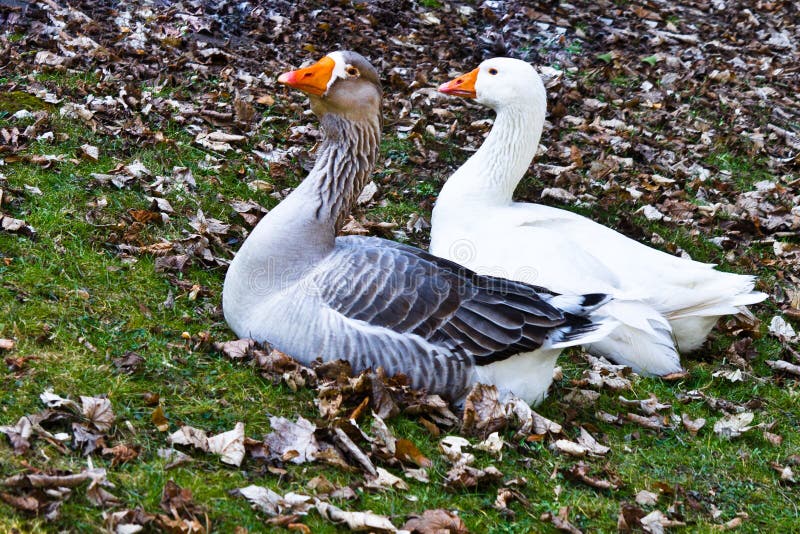 Two geese stock photo. Image of goose, geese, valley - 31320586