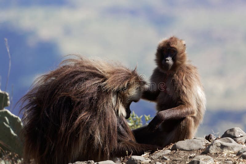 Two Gelada Baboons Theropithecus Gelada in Debre Libanos Stock Photo ...
