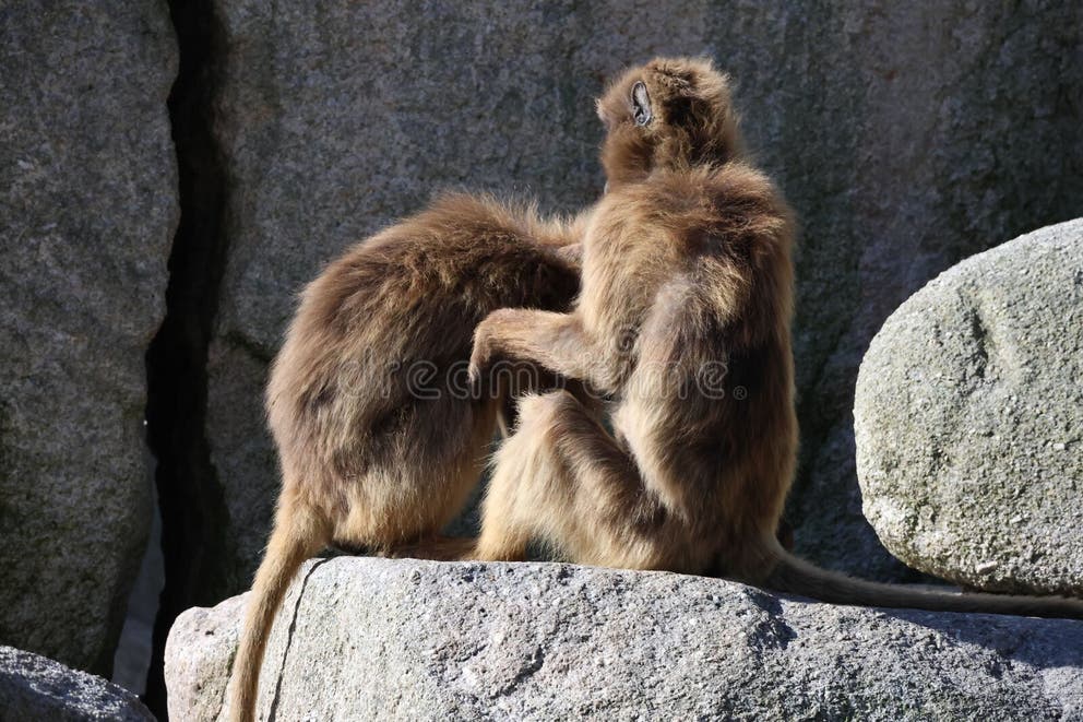 Two Gelada (Theropithecus Gelada) Monkeys on a Rocky Area Basking in ...
