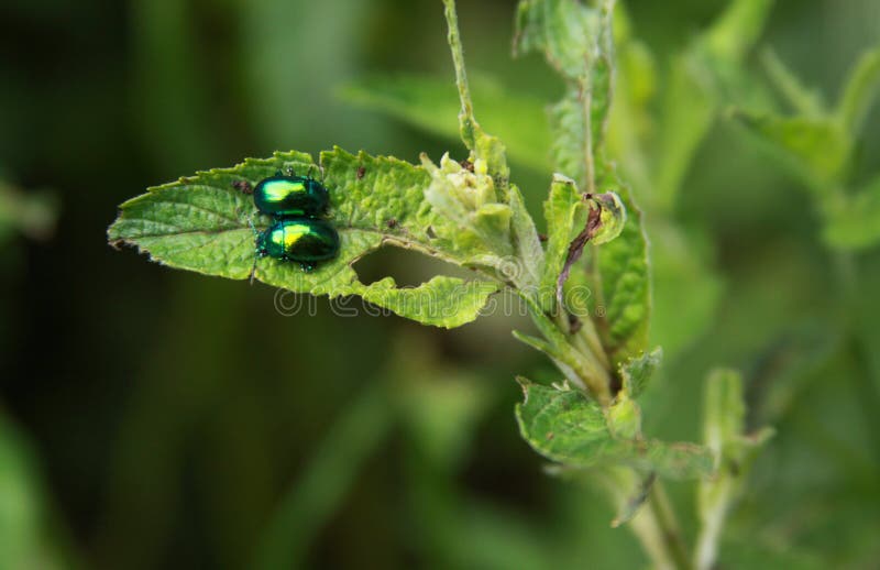 Two Gem-like Shiny Insects on Green Leaf Stock Photo - Image of ...