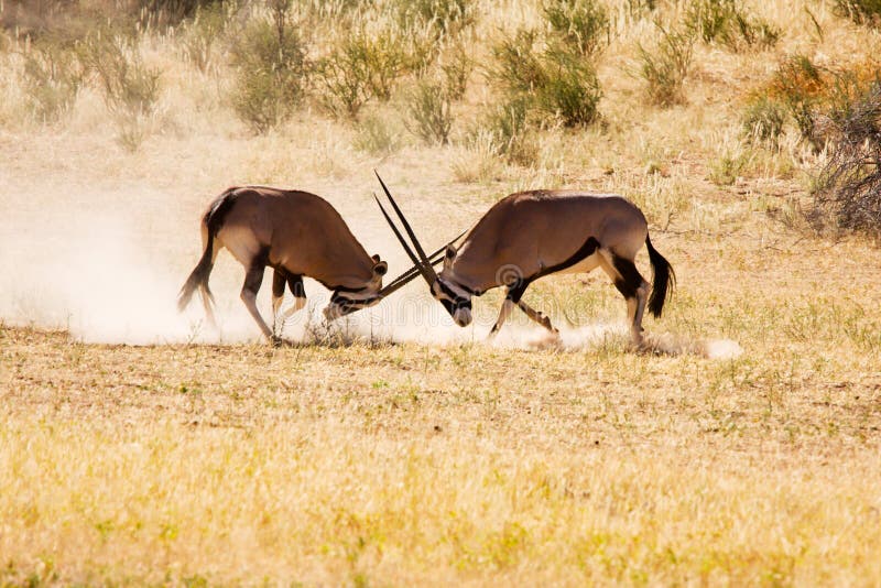 Gemsbok fight stock image. Image of domination, desert - 14909229