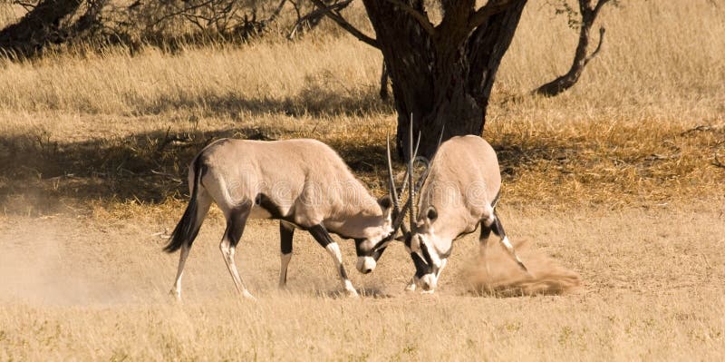 Two Gemsbok Fighting Picture. Image: 5362539