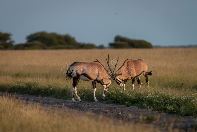 Gemsbok fighting stock image. Image of fight, reserve - 1368423