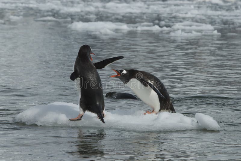 155 Penguin Fight Stock Photos - Free & Royalty-Free Stock Photos from ...