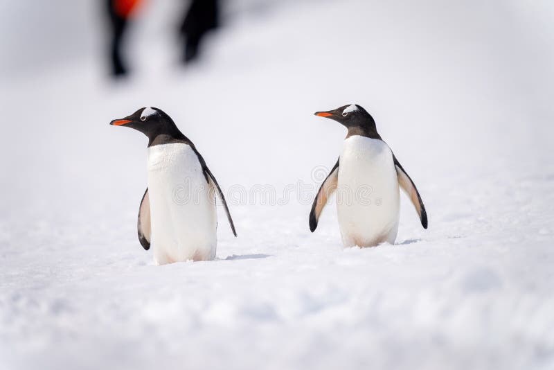 Two Gentoo Penguins on Snow Near People Stock Image - Image of papua ...