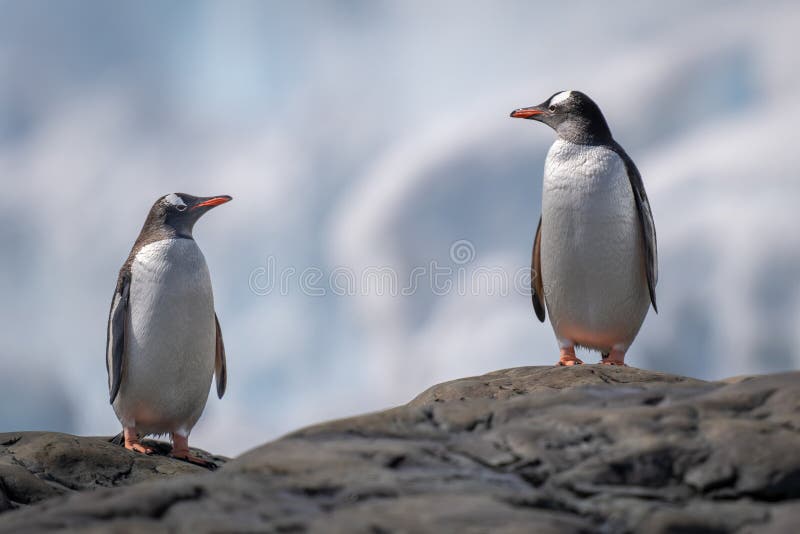 Two Gentoo Penguins Stand Facing Each Other Stock Image - Image of ...