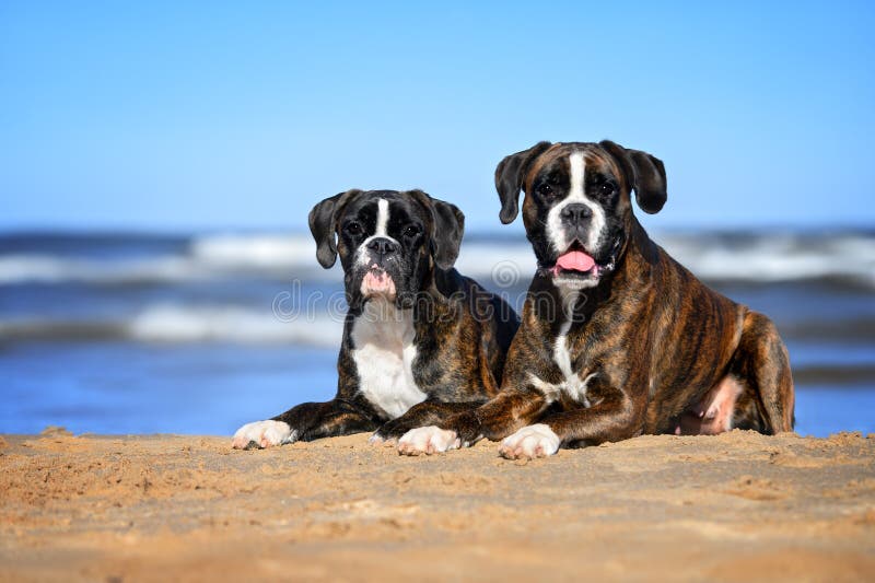 Two German Boxer Dog Lying Down on the Beach Stock Photo - Image of ...