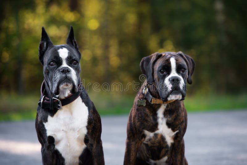 Two German Boxer Dogs Posing Together Outdoors Stock Photo - Image of ...