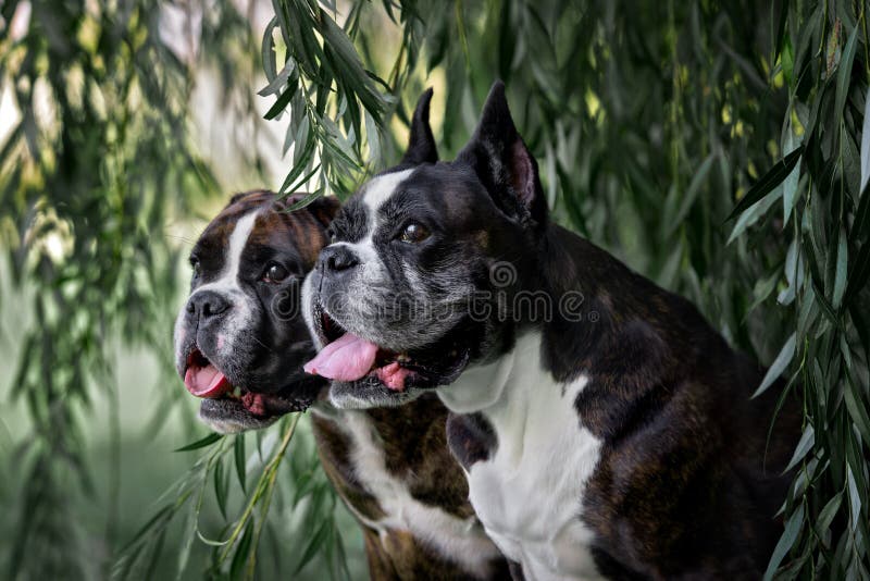 Two Boxer Dogs Portrait Under the Tree Stock Image - Image of domestic ...