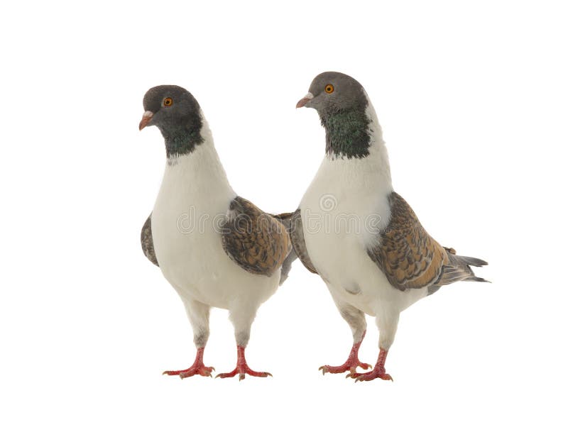 317 Two White Pigeons Isolated White Background Stock Photos - Free ...