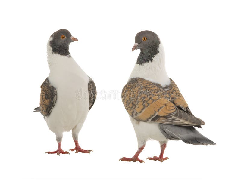 Two German Modena Pigeon Isolated on White Background Stock Image ...