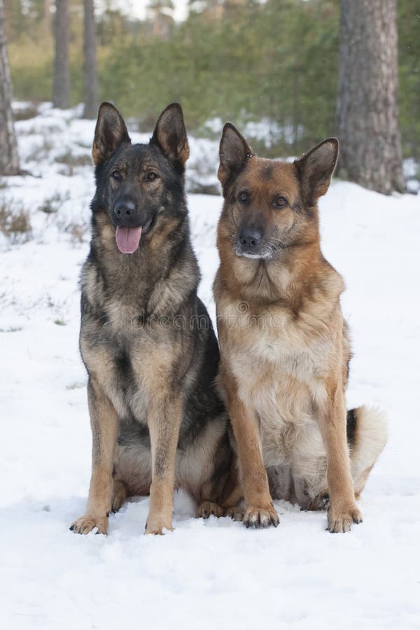 Two German Sheepdogs stock photo. Image of canine, sitting - 29817954