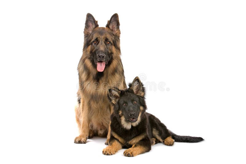 Two German shepherd dogs stock photo. Image of defense - 15743198