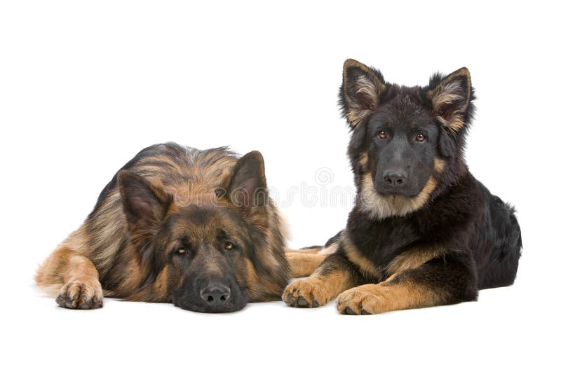Two German shepherd dogs stock photo. Image of breed - 15743280