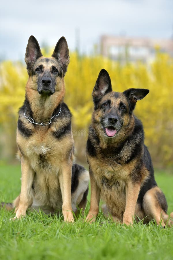 Three Large Breed Guard Dogs Stock Image - Image of studio, standing ...