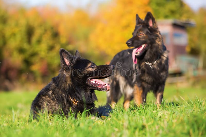 Two German Shepherd Dogs on the Meadow Stock Photo - Image of head ...