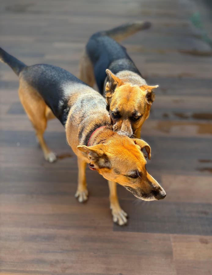 Two German Shepherd Dogs Playing with Each Other Stock Image - Image of ...