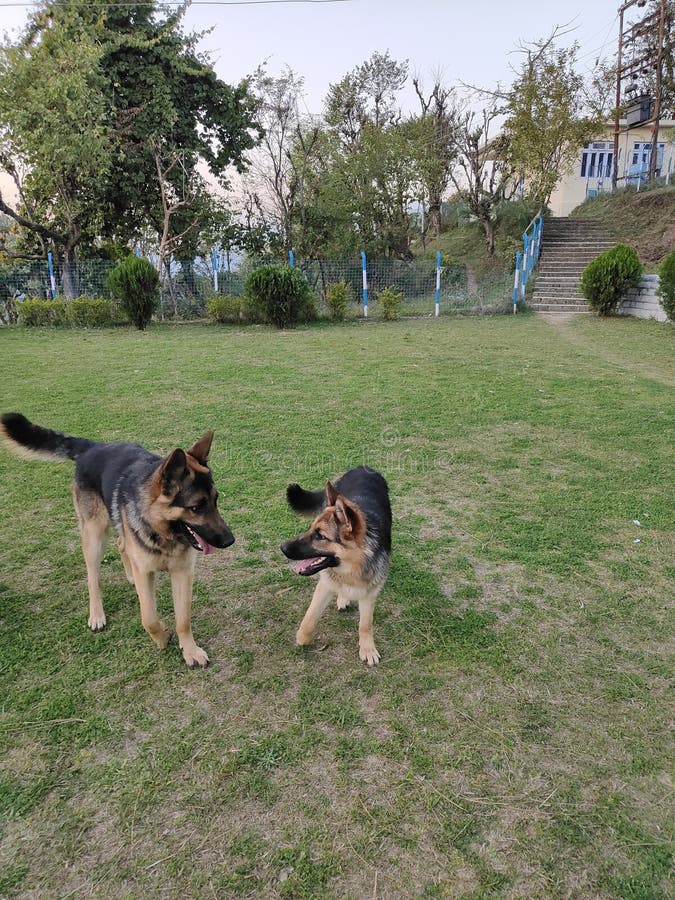 Two German Shepherd Dogs Playing in a Park Stock Image - Image of ...