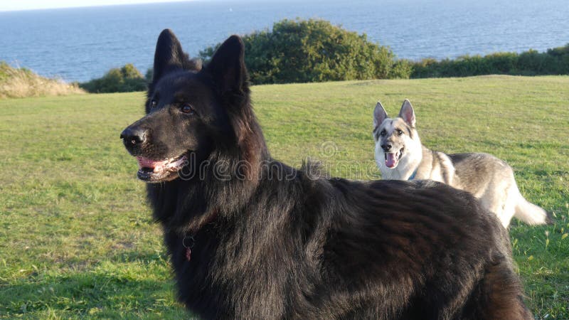 Two German Shepherd Dogs Standing Vibrant & Alert Stock Image - Image ...
