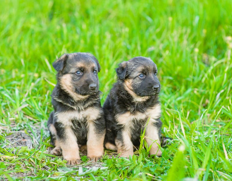 Two German Shepherd Puppies on Green Grass Stock Image - Image of group ...