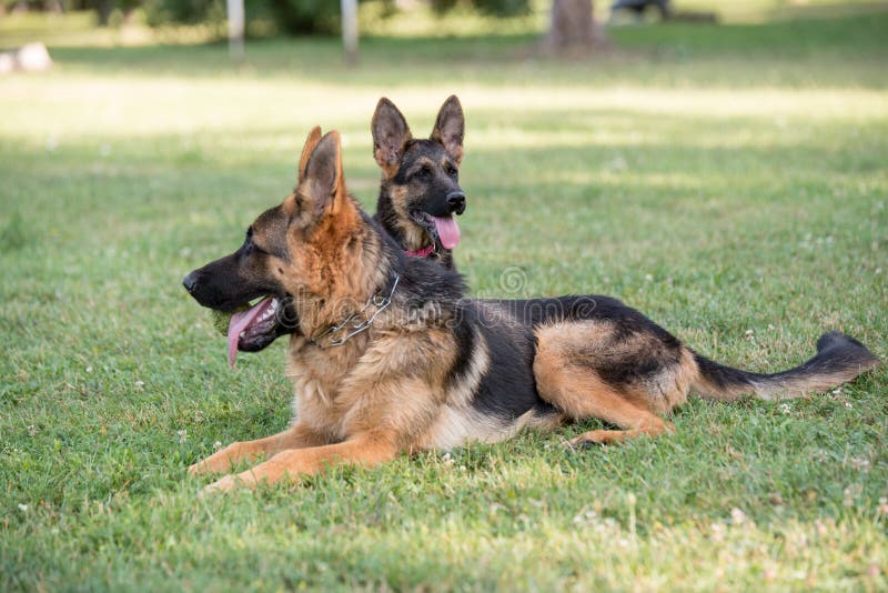 Two German Shepherd Sitting on the Green Grass Stock Image - Image of ...