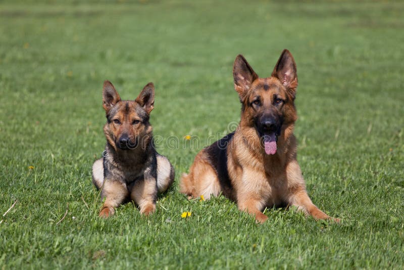 Two German shepherds stock photo. Image of shepherd, shepard - 17308002