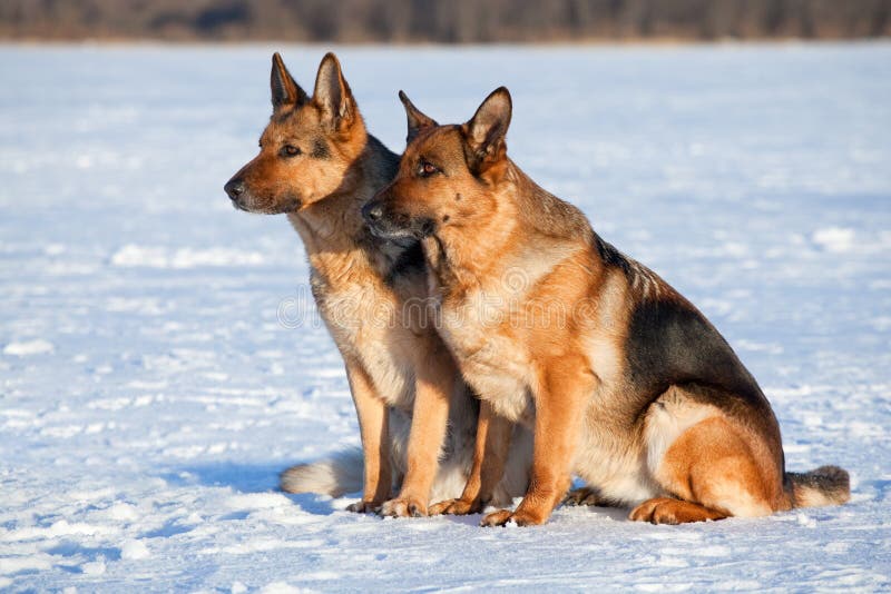 Two German shepherds stock image. Image of friendly, pedigree - 22591477