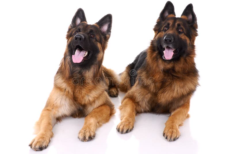 Two german shepherd dogs stock image. Image of isolated - 12711187