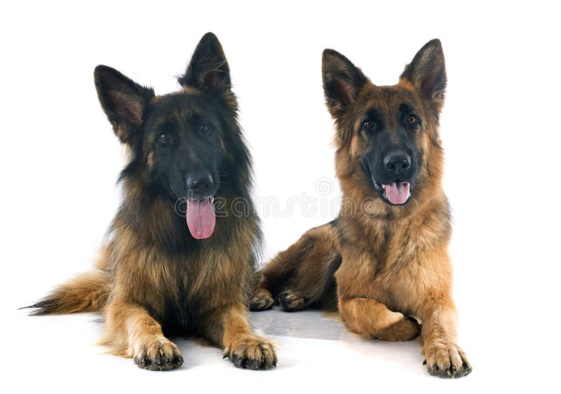 Two german shepherds stock photo. Image of loyal, cool - 3391670