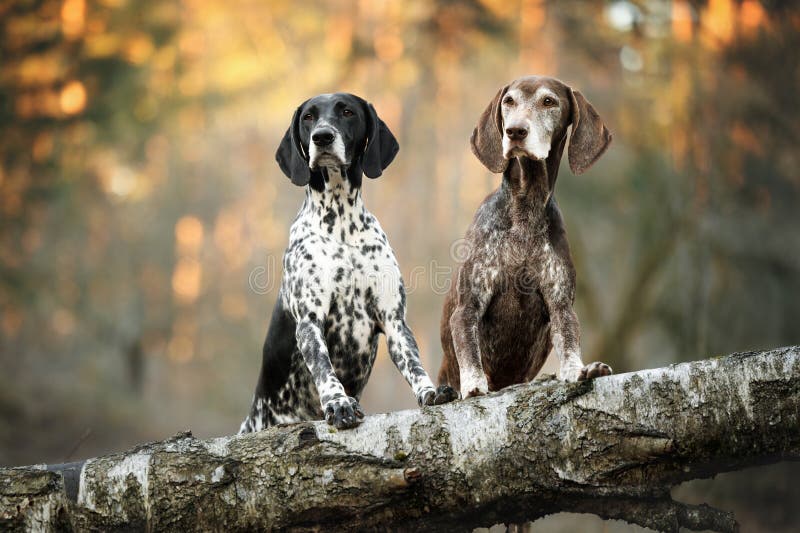 Two German Shorthaired Pointer Dogs Posing on a Fallen Tree in the ...