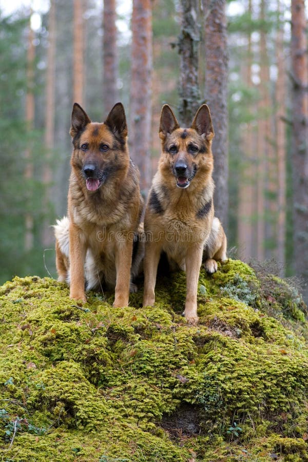 Two Germany shepherds stock image. Image of aggressive - 4347171