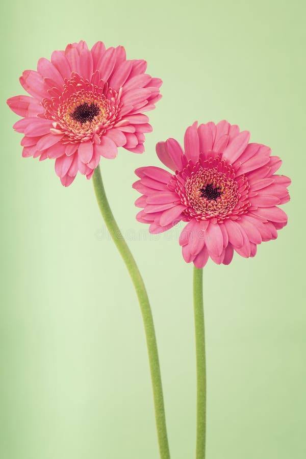 Bouquet Pink Germini Flowers Stock Photos - Free & Royalty-Free Stock ...