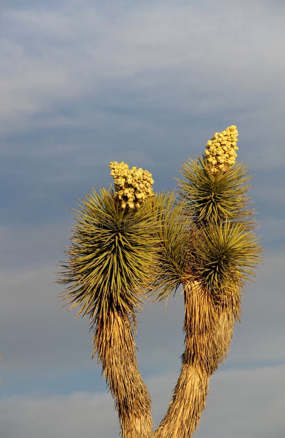 Giant Joshua Tree stock photo. Image of vacation, light - 67879694